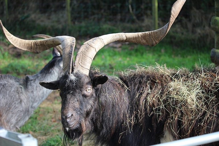 Old English Goat - Breed Profile - Goat Journal